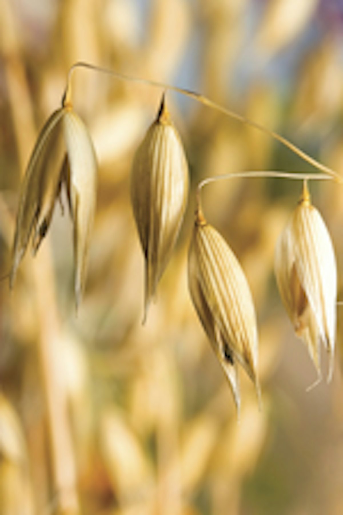 The Oat Approach | Skin Inc.