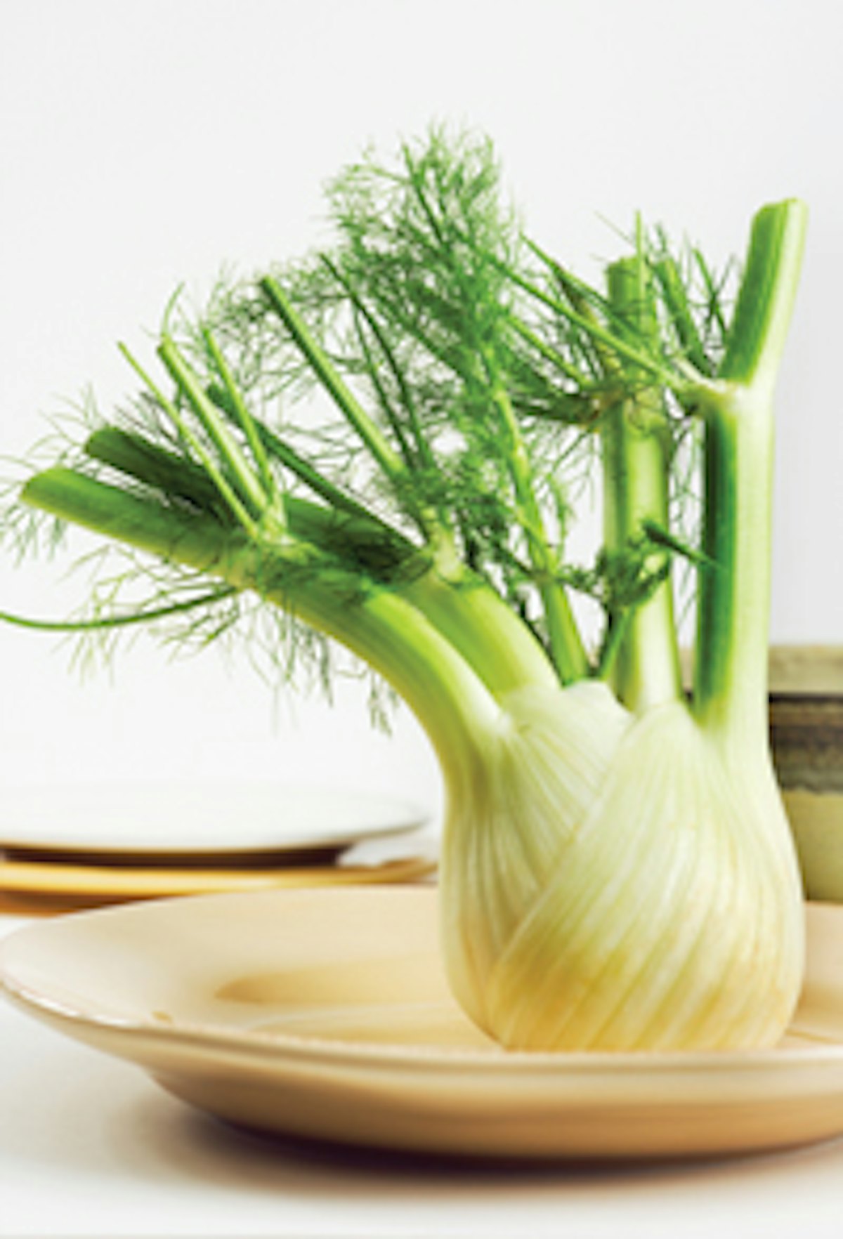 A Fan of Fennel | Skin Inc.