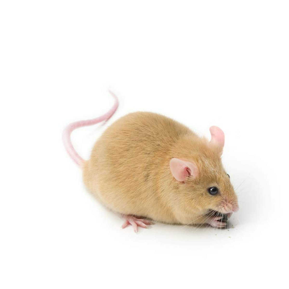 Mouse Avatar Employed for Melanoma Fight | Skin Inc.