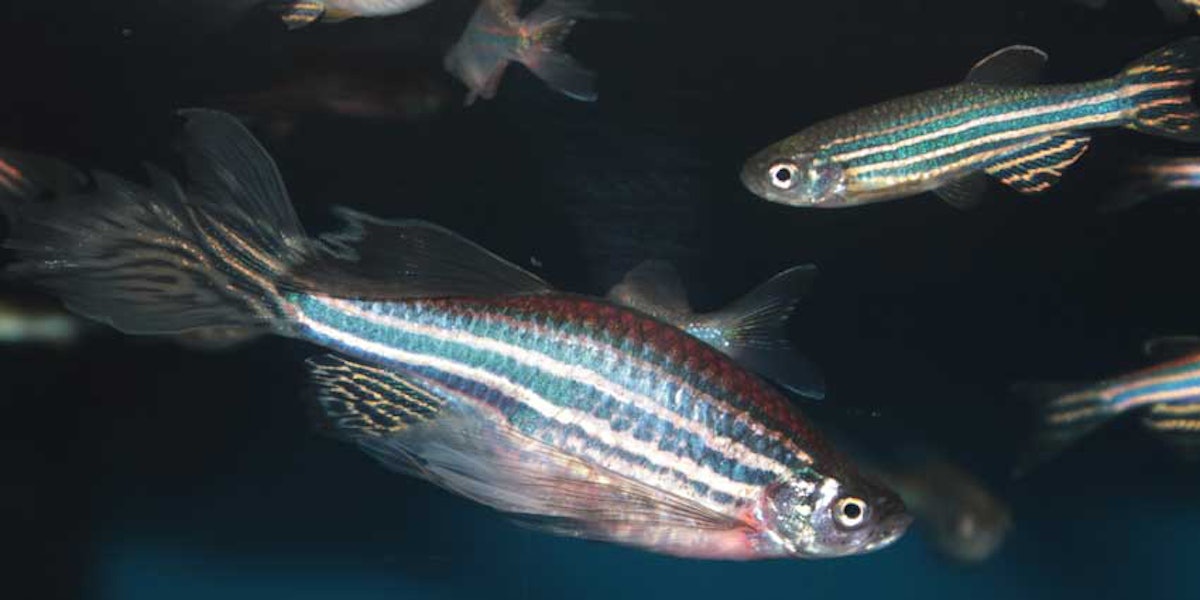 Researchers Identify Skin Healing Protein in Zebrafish | Skin Inc.