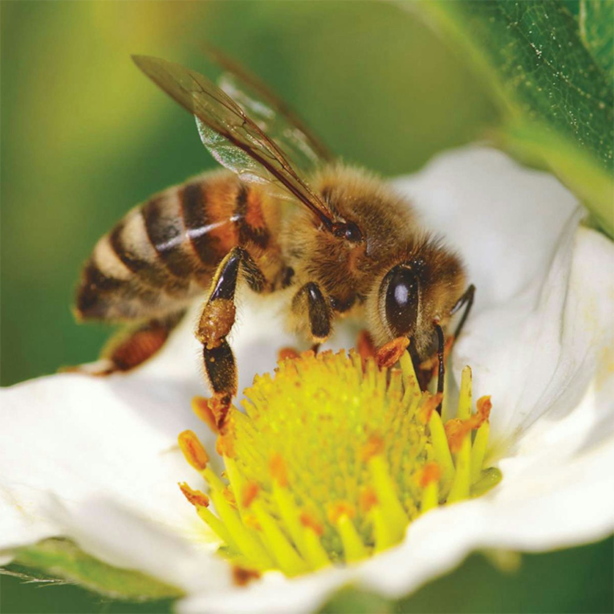 The Advantages of Bee Sting Facials | Skin Inc.