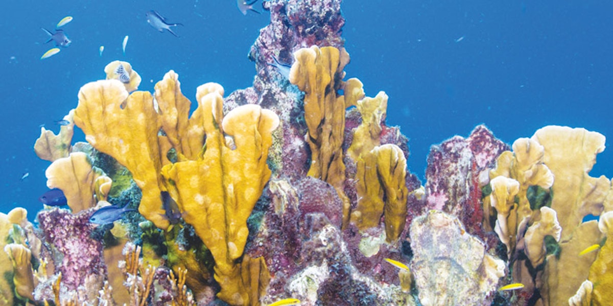 Is Your Sunscreen Kind to Coral? | Skin Inc.