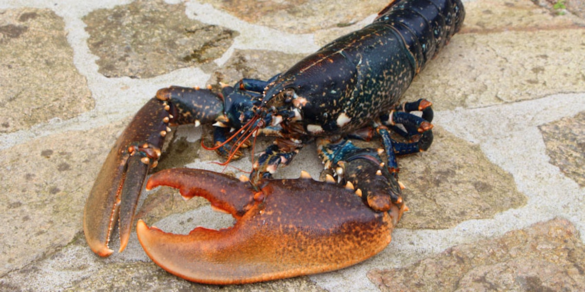 Now Trending: Lobster In Skin Care | Skin Inc.